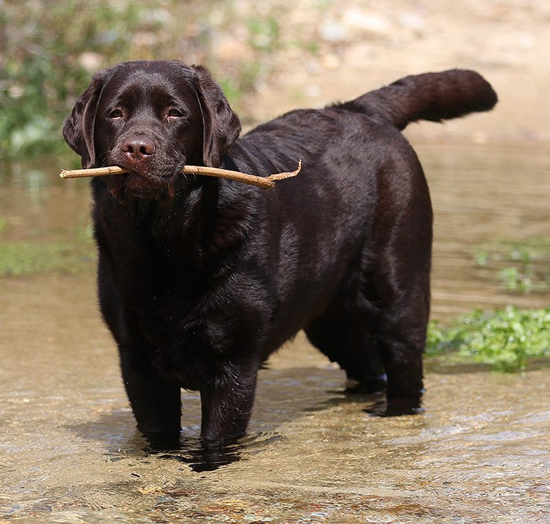 Amos – Chocolate Labrador Stud Dog – Country Labs
